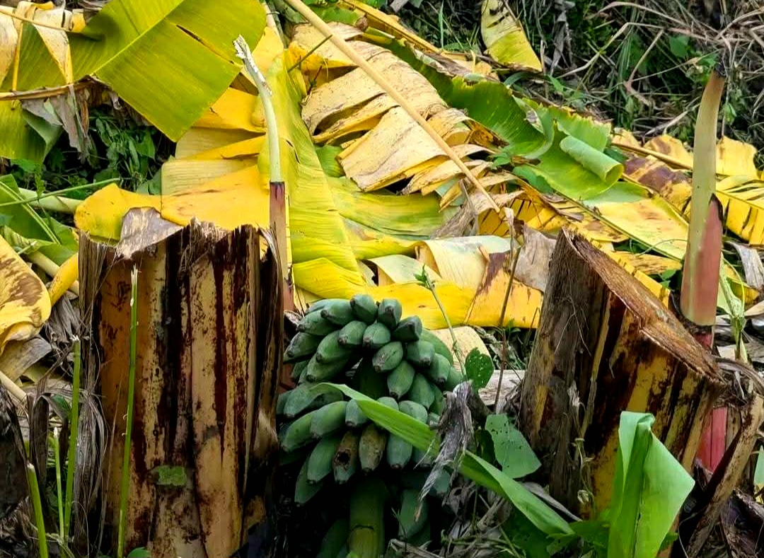 Felled Roots, Shattered Lives: Mro Plantations Ravaged by Forest ...